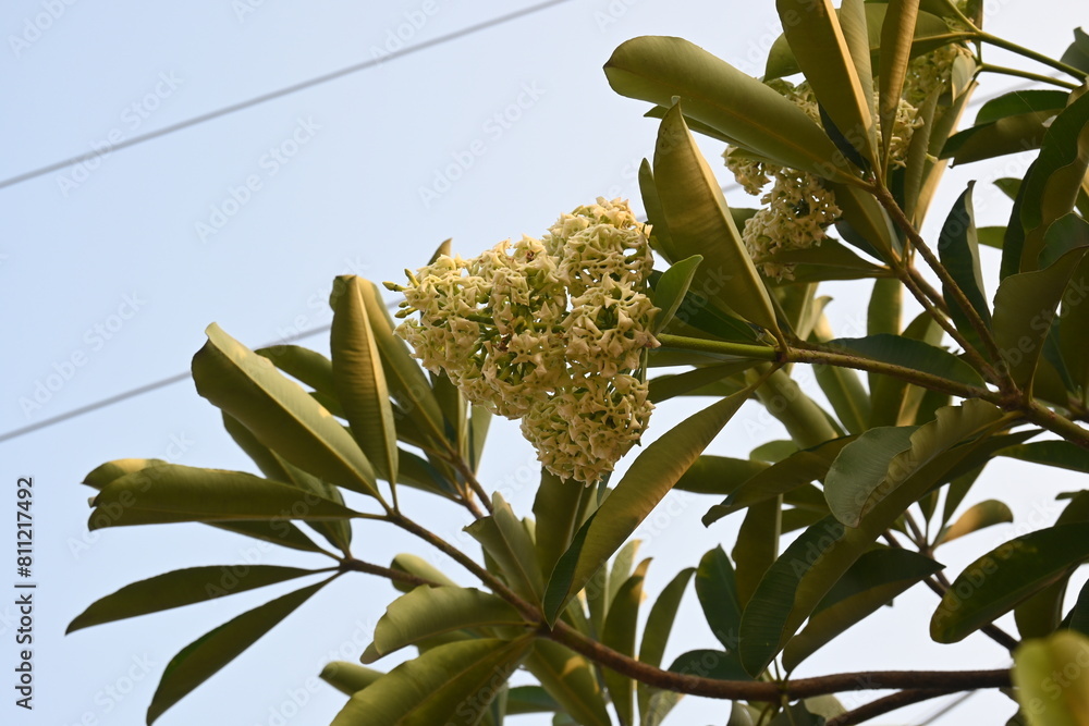 Alstonia scholaris tree flower. Its other names blackboard tree ...
