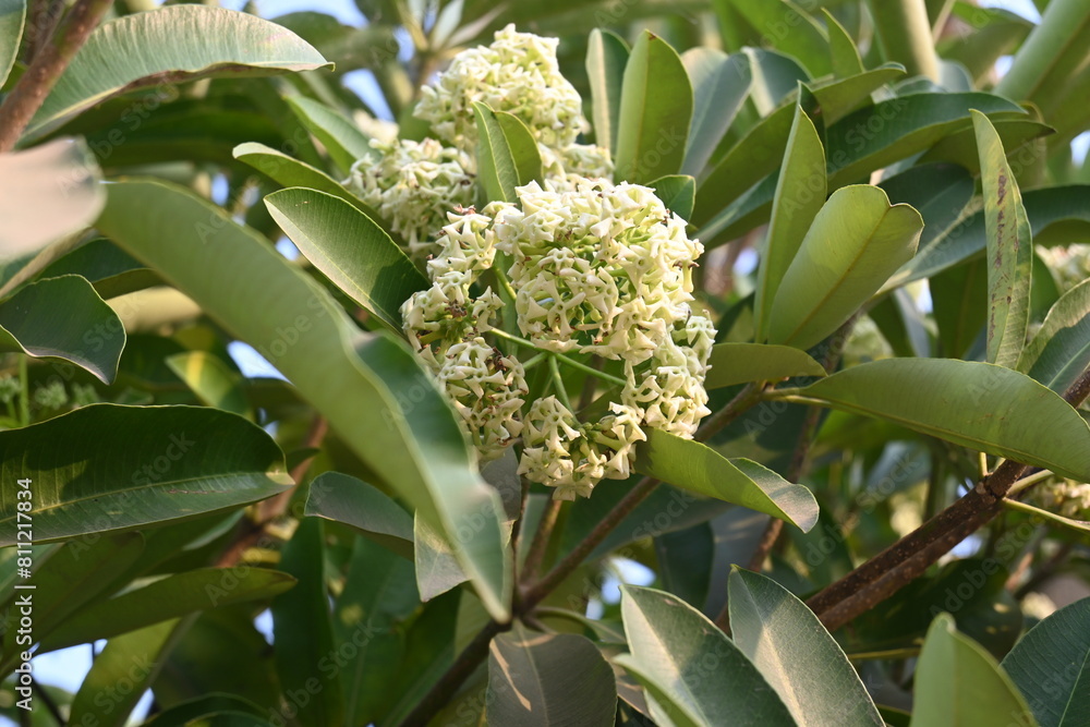 Alstonia scholaris tree flower. Its other names blackboard tree ...
