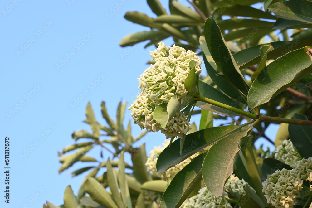 Alstonia scholaris tree flower. Its other names blackboard tree ...