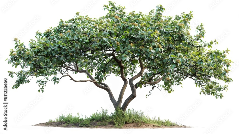 Create a realistic 3D model of a single, fully grown Jacaranda ...