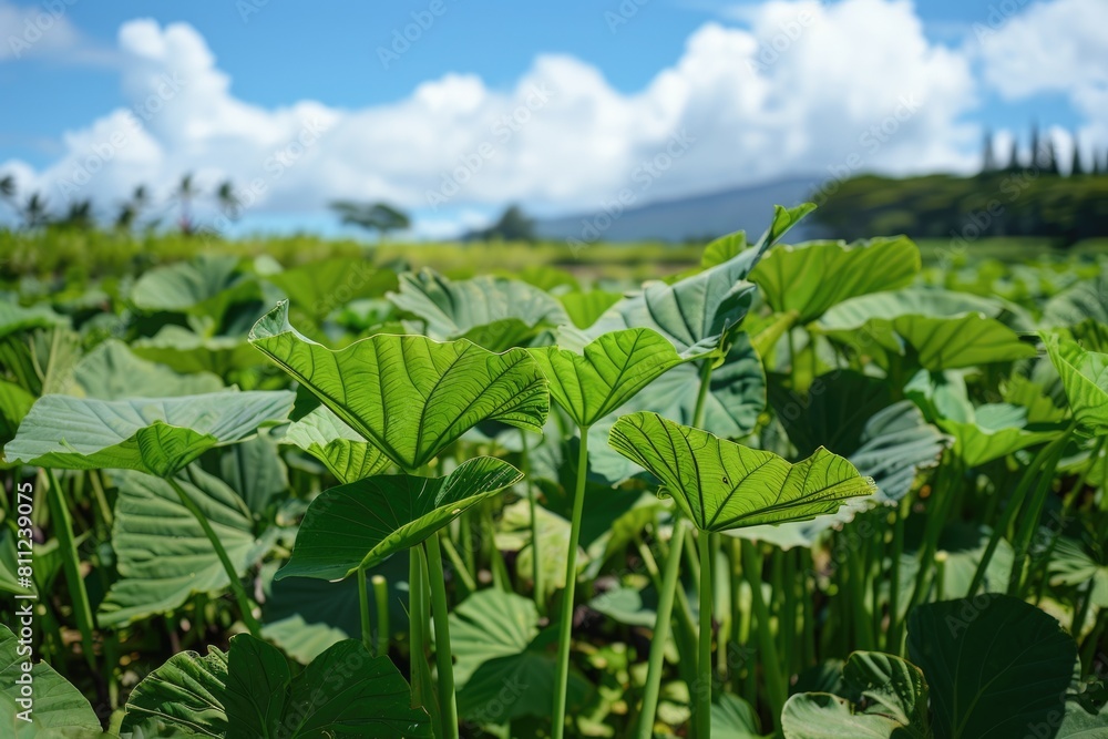Kalo - The Hawaiian Taro Root in Close-up View, Growing in Hawaii's ...