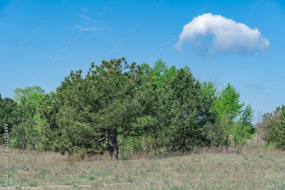 Mixed forest of coniferous and deciduous tree species. Plant grow of ...