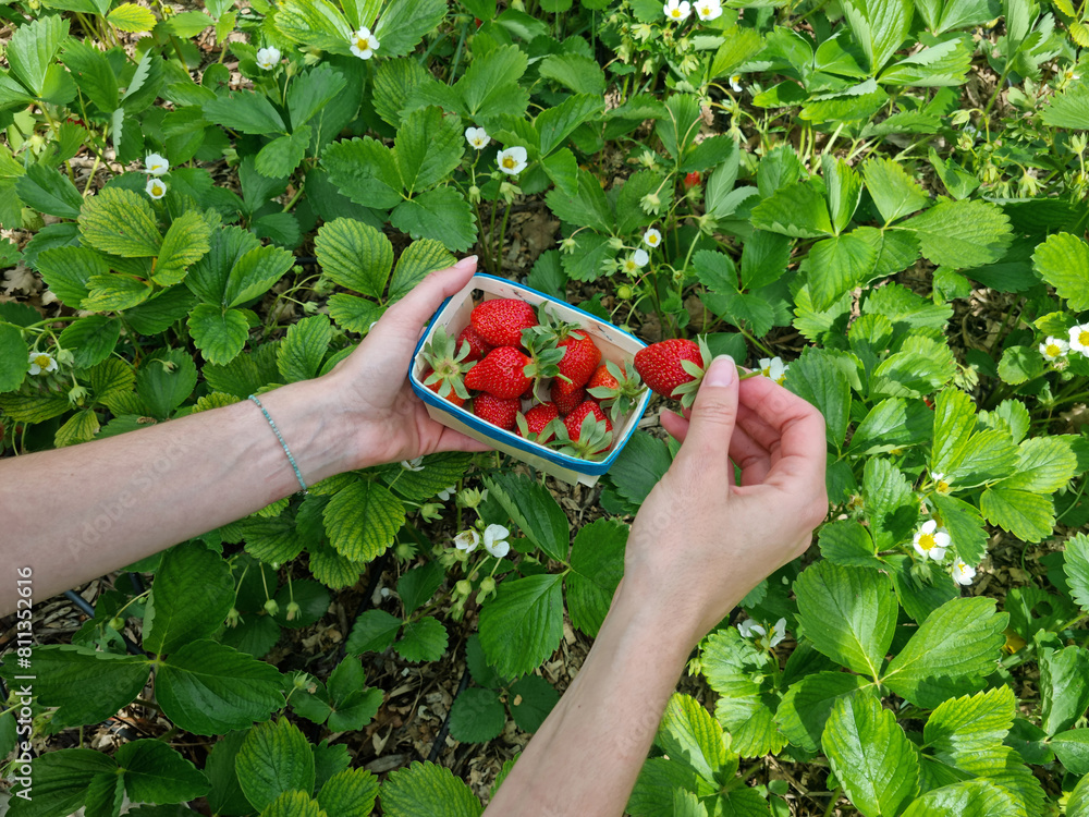 Cueillette de fraises dans un panier en bois dans le jardin potager ...