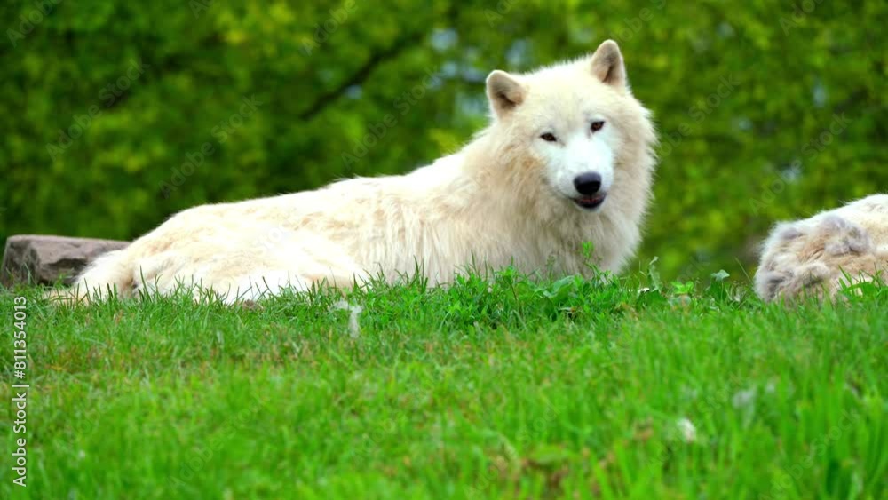 Vidéo Stock Arctic Wolf Contemplates Climate Change: Symbol of ...