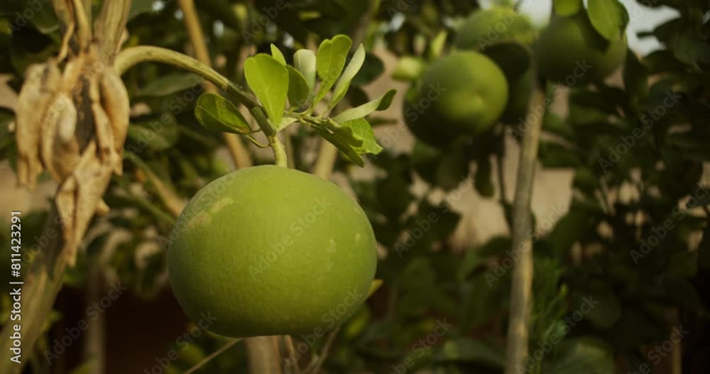 Pomelo fruit, Looking up at the sun through dense citrus trees with ...