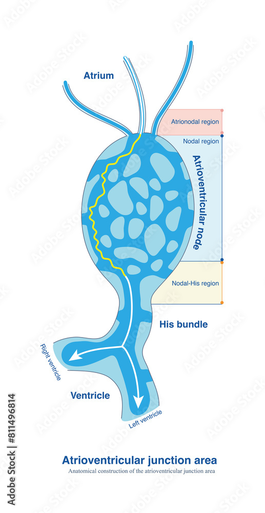 The atrioventricular junction area includes the lower part of the ...