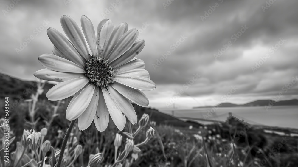 Alcatraz flower in black and white, Alcatraz en blanco y negro Stock ...