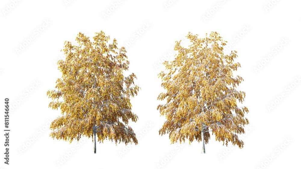 Trees grow from small to large. Growing tree on transparent alpha ...