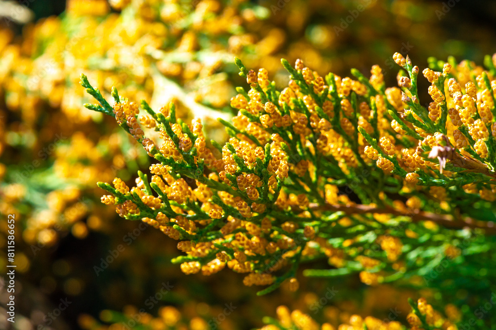 Juniper is known for its aromatic bluish berries, which are used in the ...