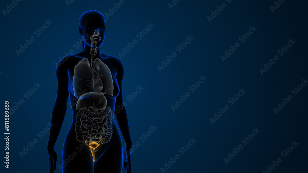 Anterior view of female highlighted uterus anatomy Stock Illustration ...