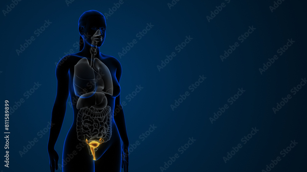 Anterior view of female highlighted uterus anatomy Stock Illustration ...