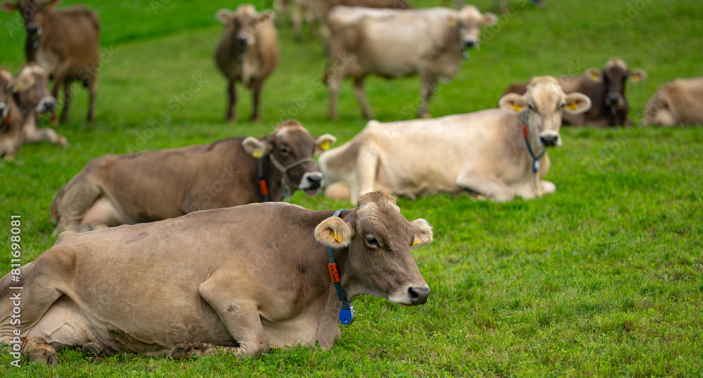 Cow on a summer pasture. Herd of cows grazing in Alps. Holstein cows ...