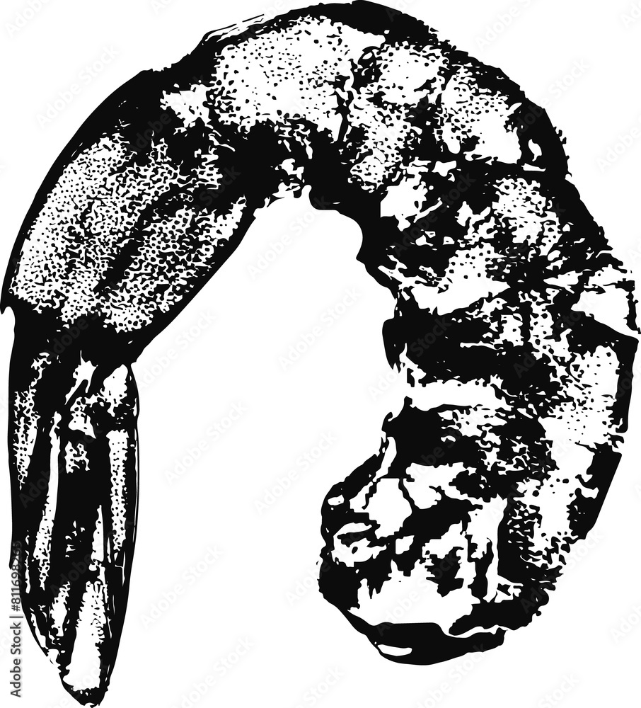 Black and white illustration sketch of a Prawn hand drawing vector ...