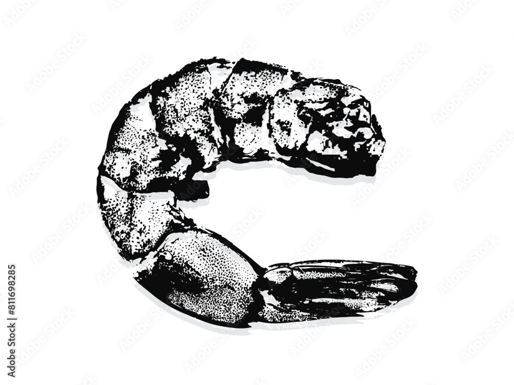 Black and white illustration sketch of a Prawn hand drawing vector ...