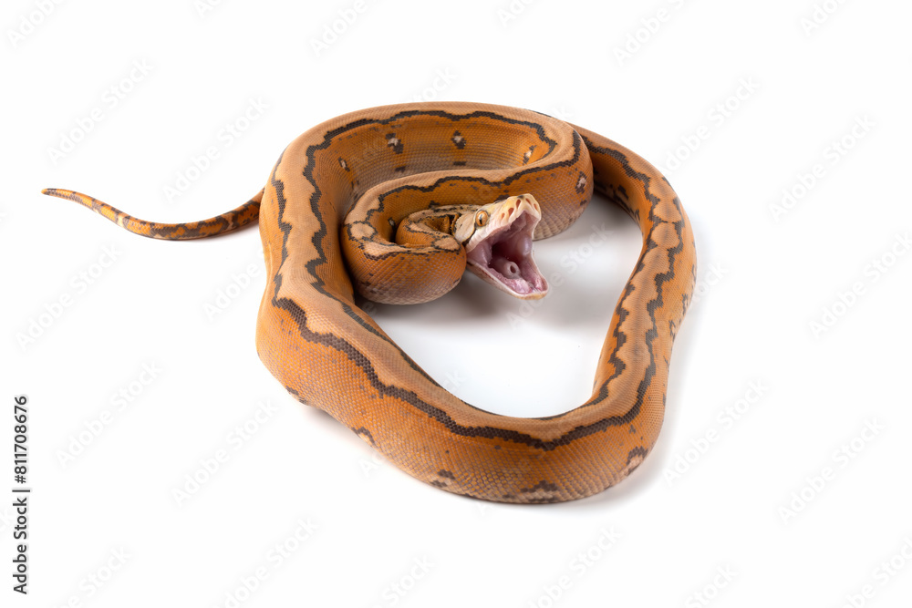 Orange Glow Motley Reticulated Python (Malayopython reticulatus). The ...