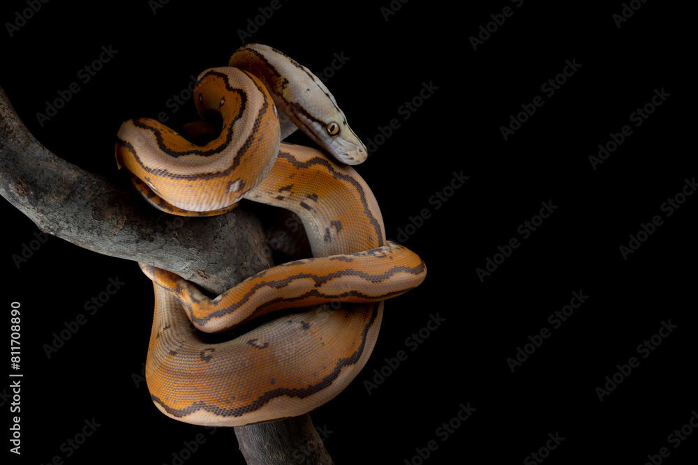 Orange Glow Motley Reticulated Python (Malayopython reticulatus). The ...