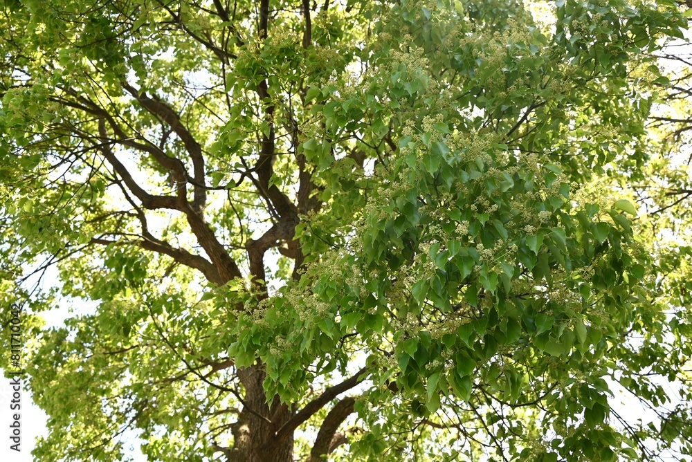 Camphor tree ( Cinnamonum camphora ) flowers. Lauraceae evergreen tree ...