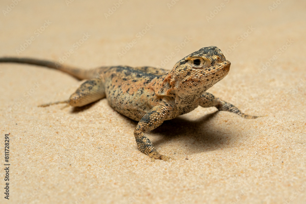 Toad-headed Agama or Secret Toadhead Agama (Phrynocephalus mystaceus ...