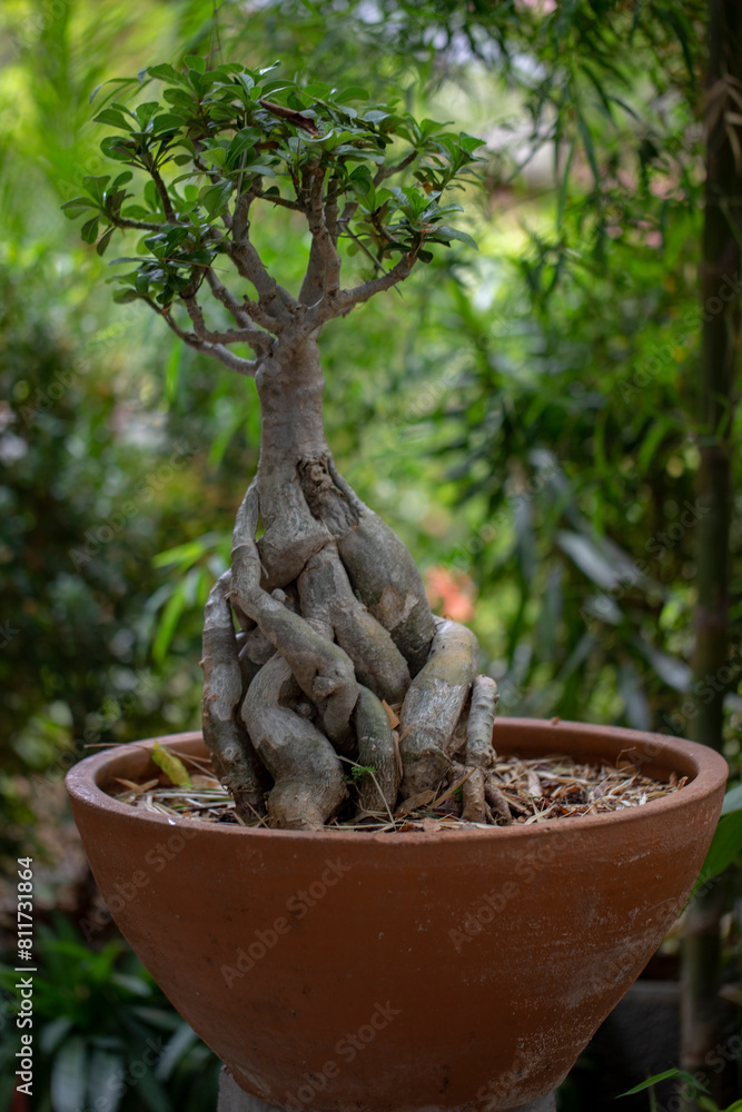 Adenium with large, curling roots in a soil pot. Blurred background ...