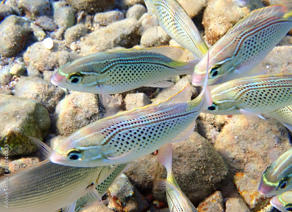 Arabian monocle bream, belongs to family Nemipteridae. Common name is ...