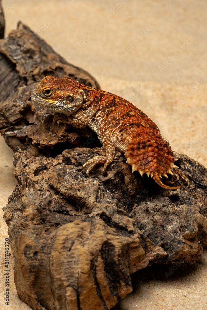 Xenagama taylori also known as the Shield-tailed Agama is endemic to ...