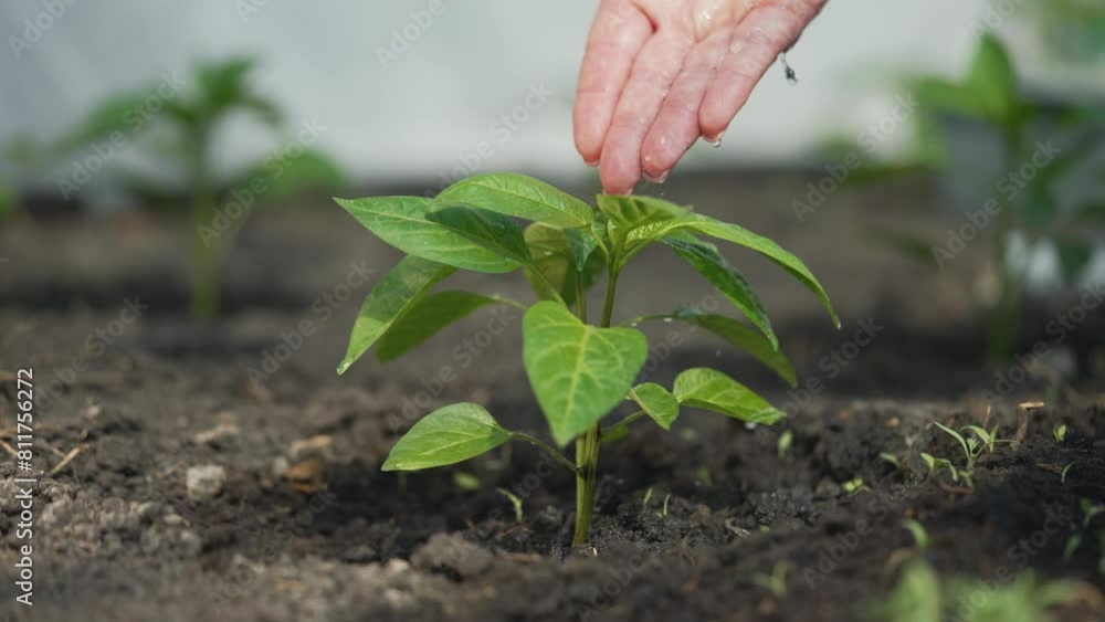 Vidéo Stock Cinematic shot. Farming care concept. Farmer hand watering ...