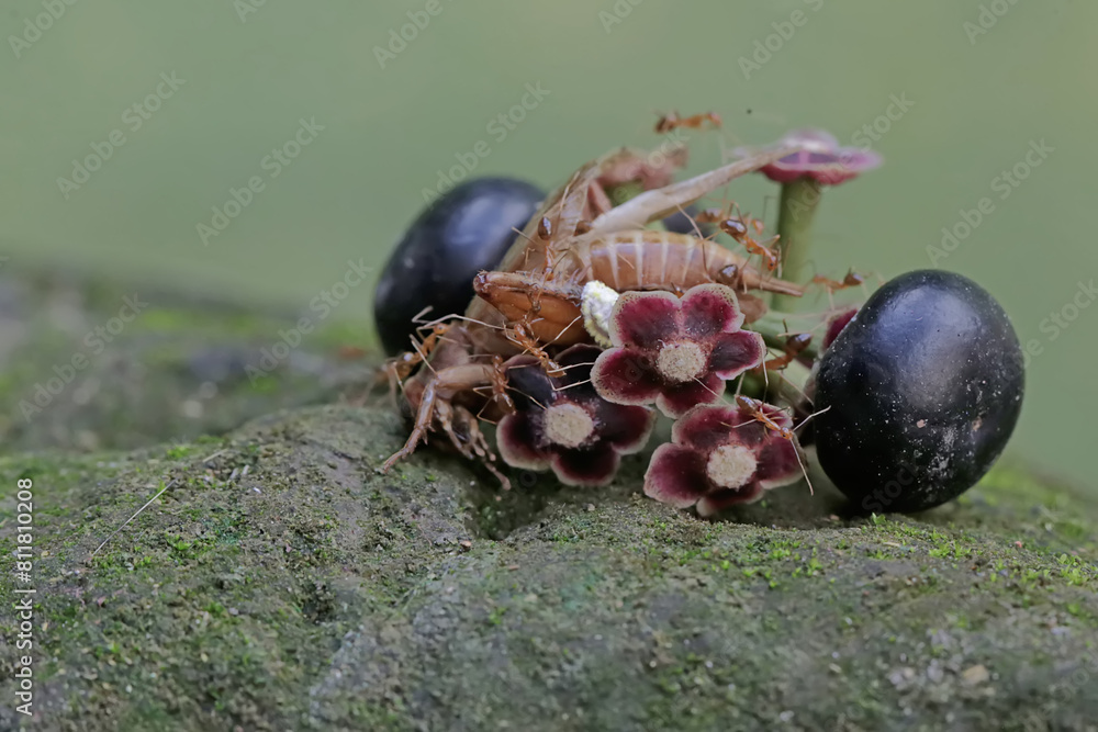 The carcass of a field cricket is being surrounded by a number of red ...