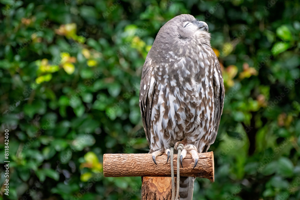 Barking owl, Ninox connivens, native Australian bird, close face ...