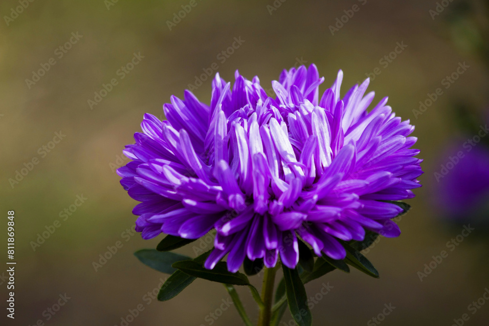 Foto de Violet Aster blooming in the flower garden. Large alpine aster ...