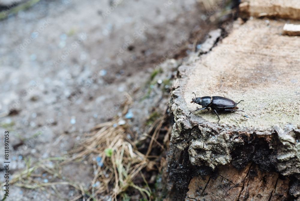 The stag beetle, Lucanus cervus, is a beetle of the Schroeter family ...