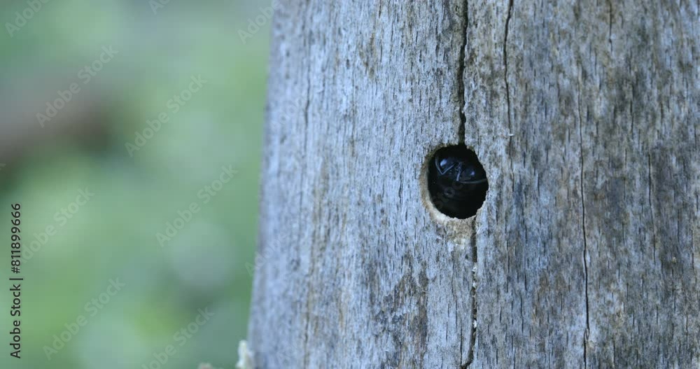 Carpenter bee seen in her breeding den through the entrance hole in the ...