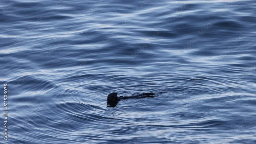 The sea otter (Enhydra lutris) is a marine mammal native to the coasts ...
