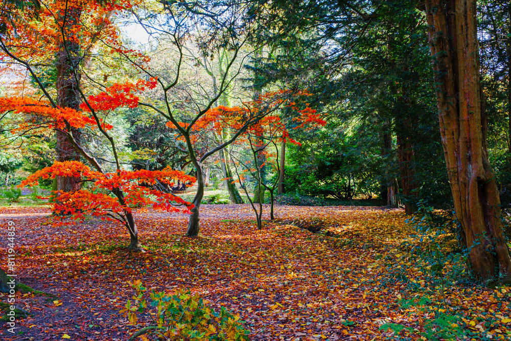 Autumn colours in British parkland: a bright red acer or Japanese maple ...