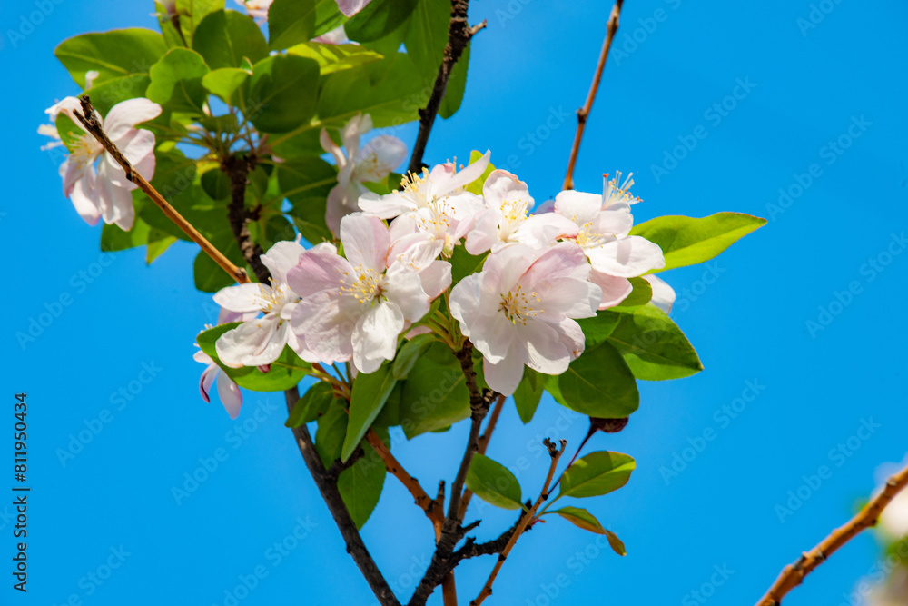 In spring, plants grow fresh and tender flowers and leaves of various ...