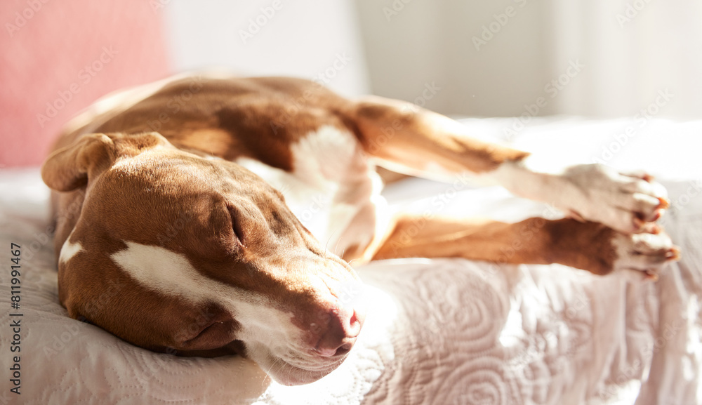 Dog, sleeping and tired animal in a bedroom with aun, pet and rescue in ...