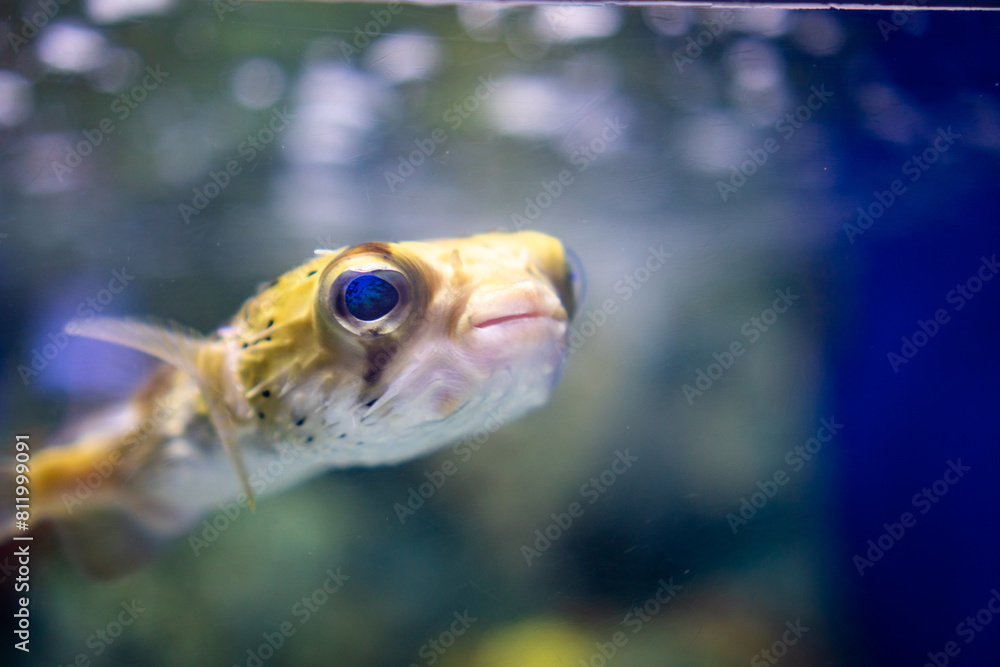 A close up of colorful cute and beautiful puffer fish with blur ...