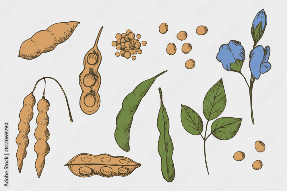 Soybean drawn plant set on an isolated background. Vector illustration ...