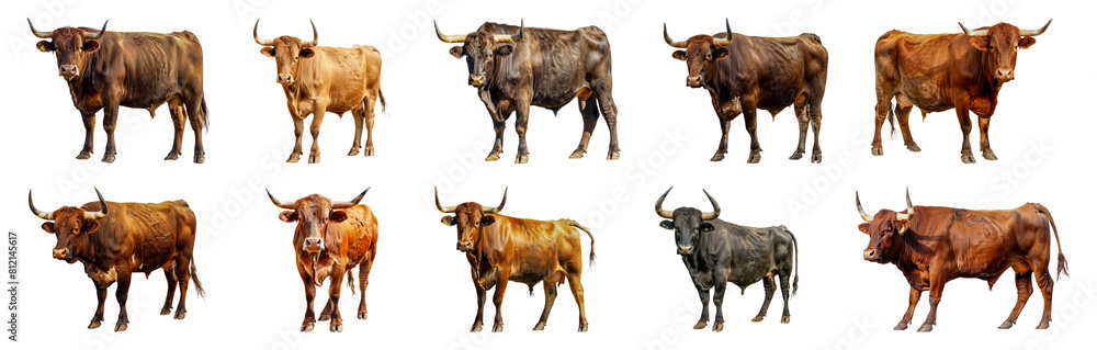 Set of Diversity of bulls in farming: poses, sizes, and colors isolated ...