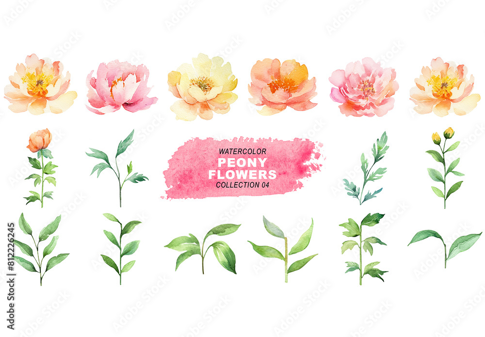 Watercolor painted style - peony flowers clipart isolated on ...