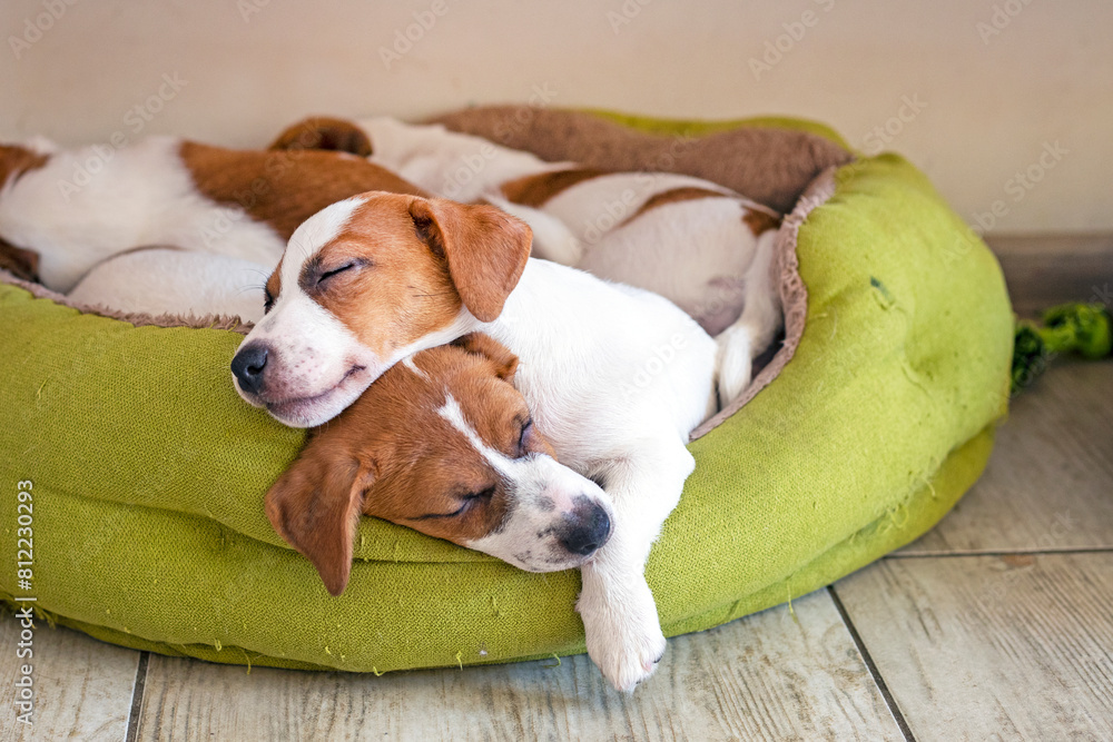 Foto de Jack Russell terrier puppies sleep on their bed in the house ...