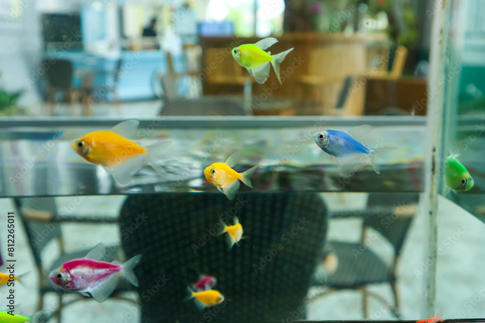 Glofish tetra (Gymnocorymbus ternetzi), fluorescently colored ...