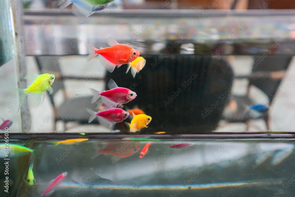 Glofish tetra (Gymnocorymbus ternetzi), fluorescently colored ...