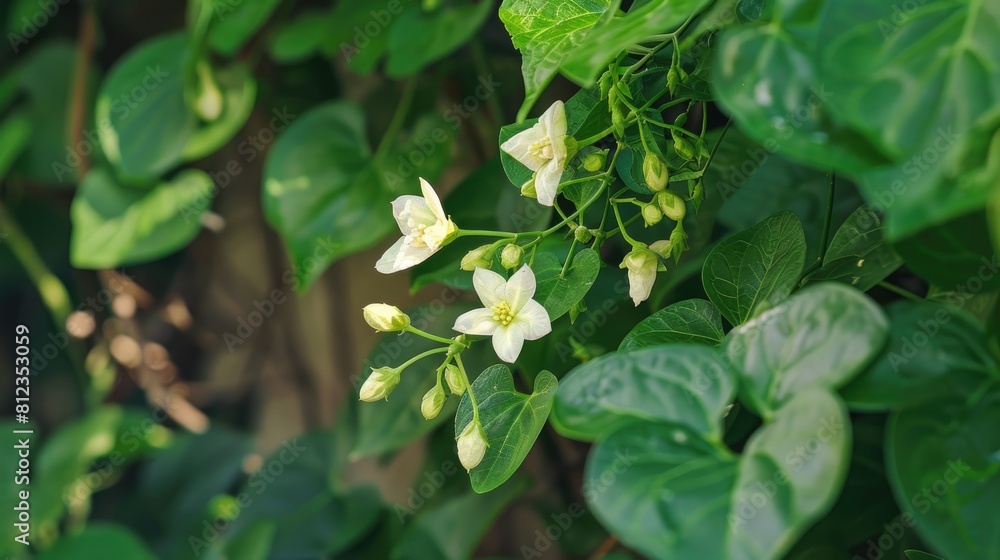 Basella alba is a perennial vine that is edible and belongs to the ...