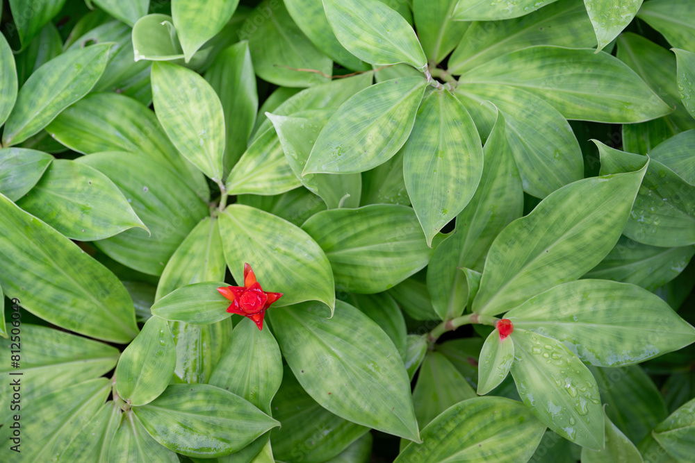 costus productus plant, red orange dwarf spiral ginger, tropical ...