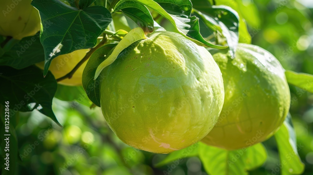 Calabash fruit A distinctive large round fruit measuring 15 50 cm with ...