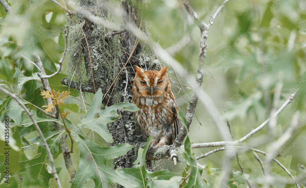 Female red rufous color phase eastern screech owl - Megascops Asio ...