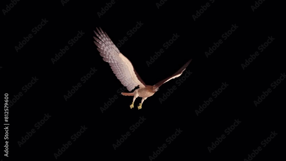 Red Tailed Hawk Raptor Bird - Flying Loop - Side Angle View Close Up ...