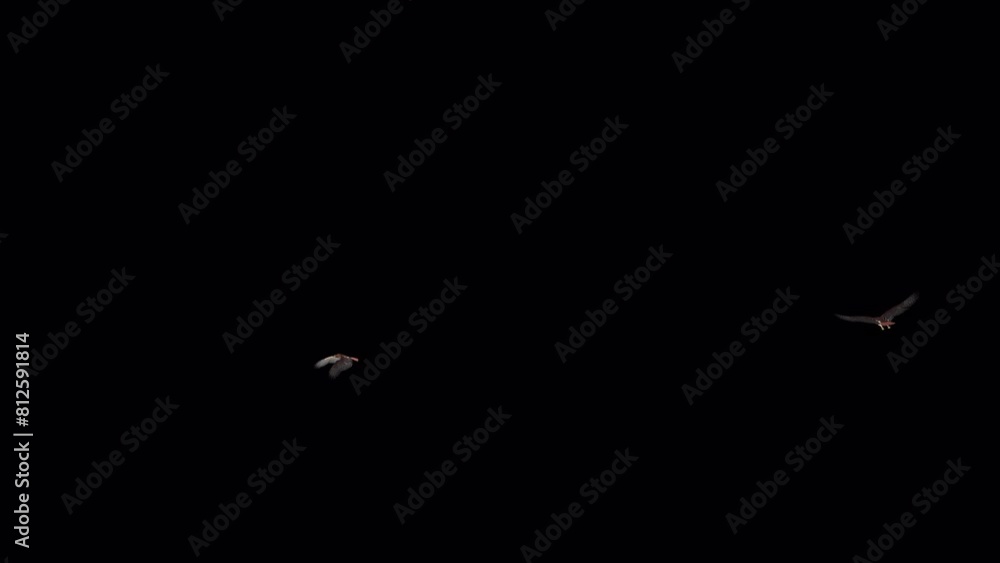 2 Red Tailed Hawk Raptor Bird - Flying Around Loop - Alpha Channel ...