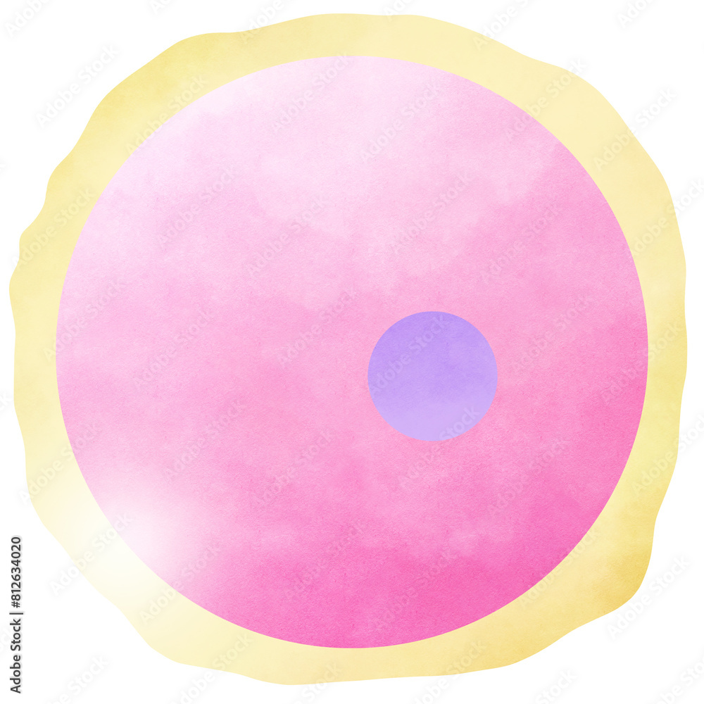 Stages Human Embryonic Development and Oocyte Stock Illustration ...