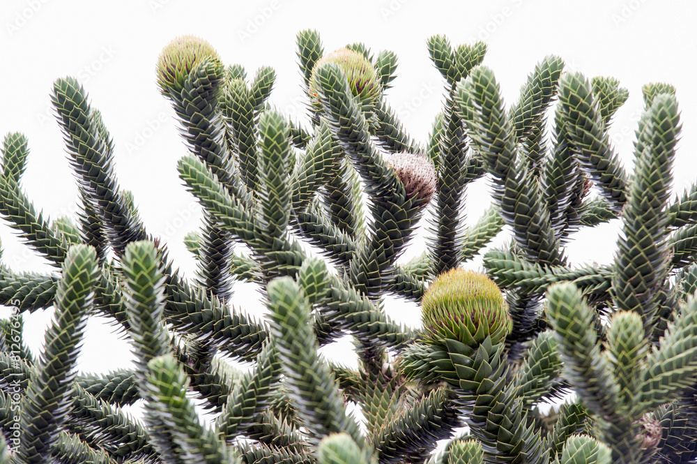 The massive stems and branches with some seed cones of the coniferous ...